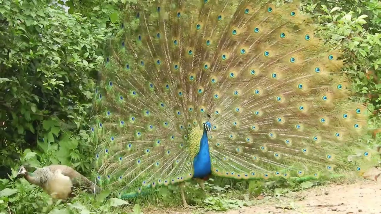 Peacock sound loud - YouTube