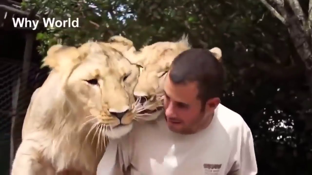 Animals Hugging People Animals Hugging Humans Compilation New 2021 ...