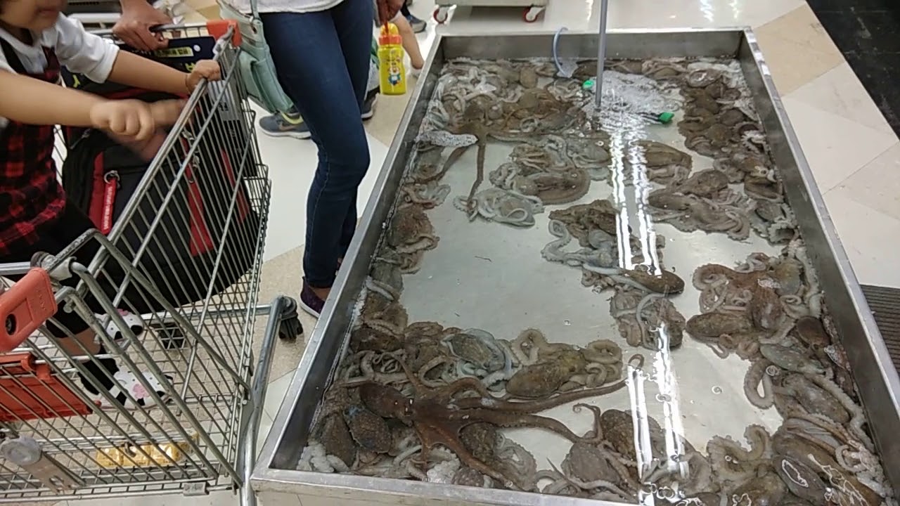 Baby scared of Baby Octopus 🐙 - YouTube