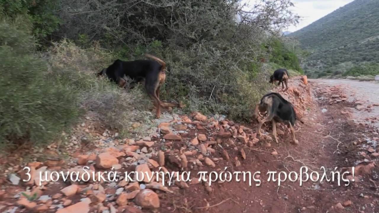 ΚΥΝΗΓΙ ΛΑΓΟΥ ΜΕ ΗΜΙΑΙΜΟΥΣ ΚΑΙ ΣΚΛΗΡΟΤΡΙΧΟΥΣ ΙΧΝΗΛΑΤΕΣ ΣΕΓΚΟΥΤΣΙ - YouTube