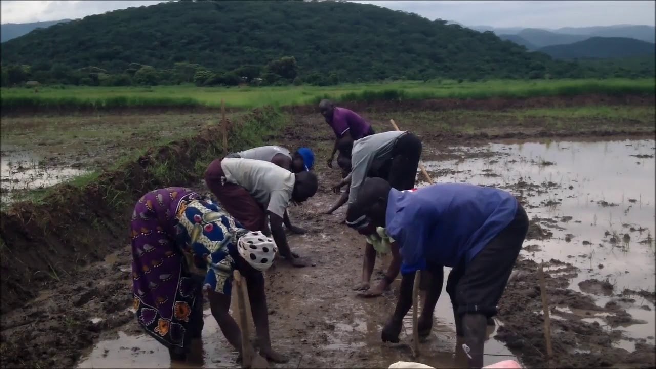 Jinsi ya kupanda/ kusia mbegu za mpunga katika kitalu - YouTube