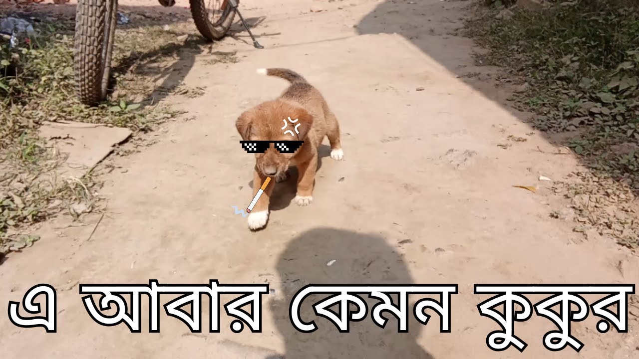 এ আবার কেমন কুকুর!!!। ITZ RANIT VLOGS - YouTube