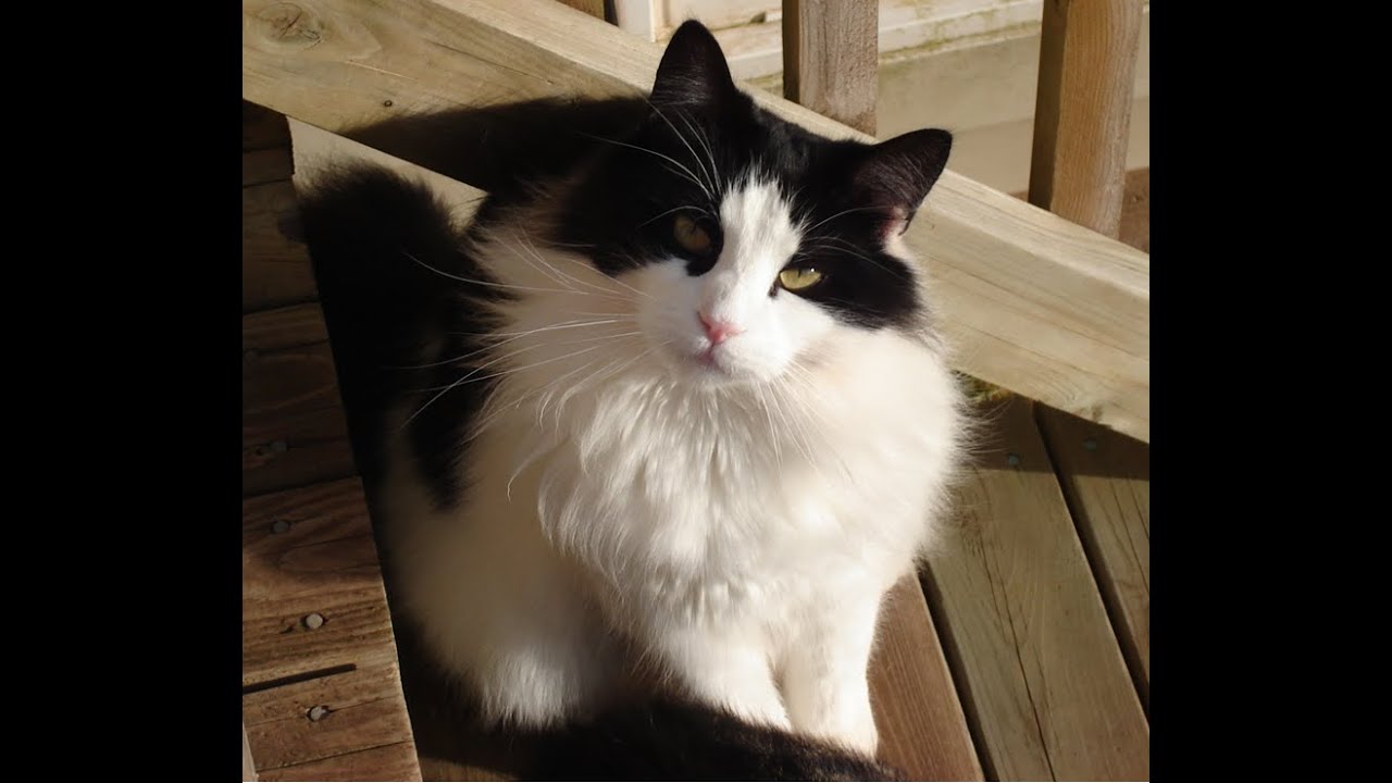 Charlie the Cat Hollering at me to come downstairs - YouTube