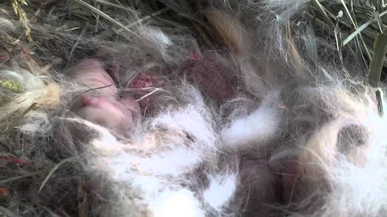 Flemish giant rabbit giving birth - YouTube