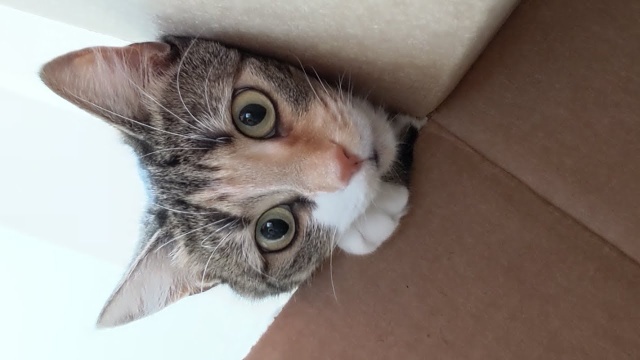 Cats Learn to Recycle - YouTube