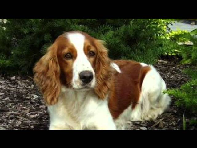 Michael Morpurgo Sombra