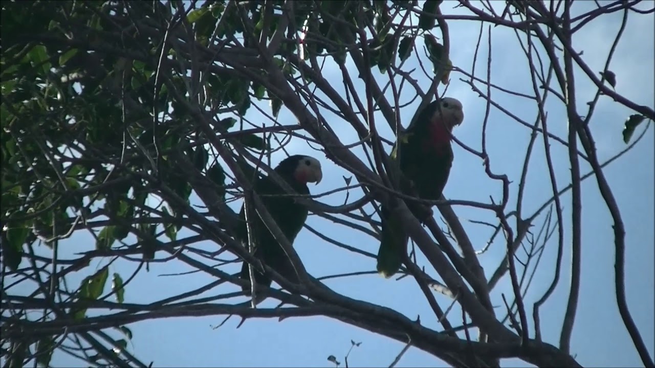 The Parrots of Abaco - YouTube