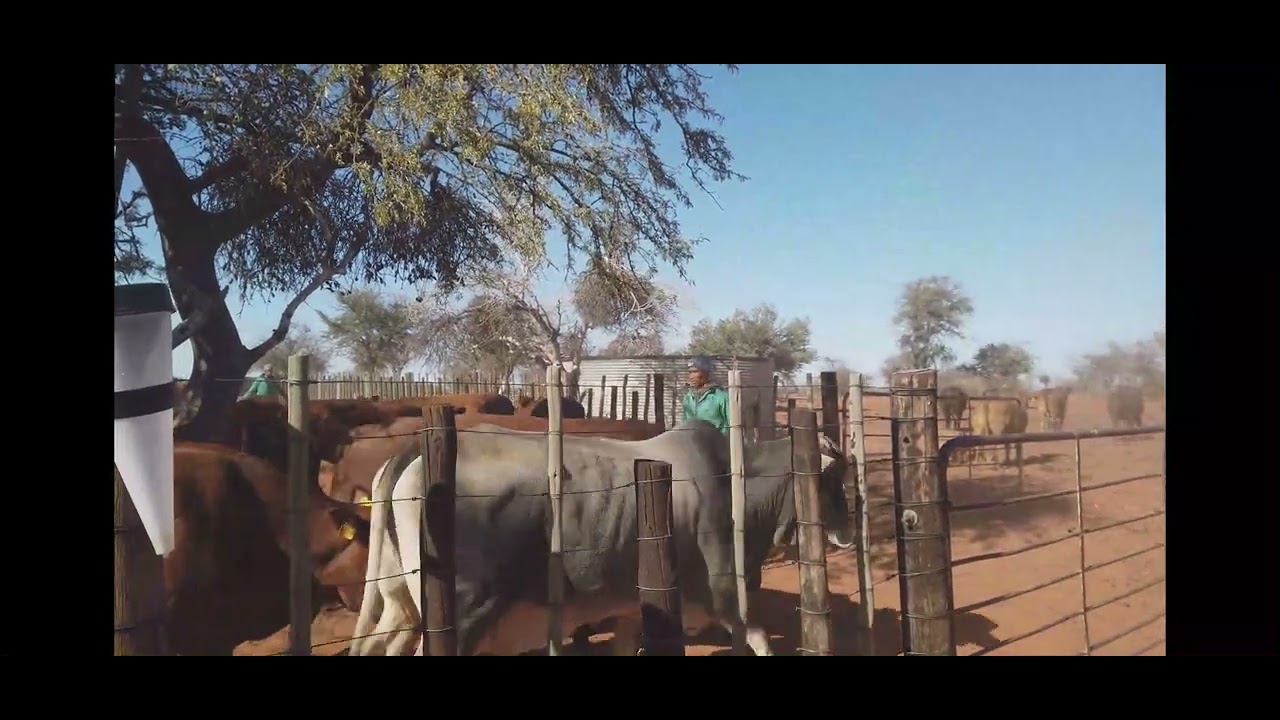 Aug 24 cattle sort - YouTube