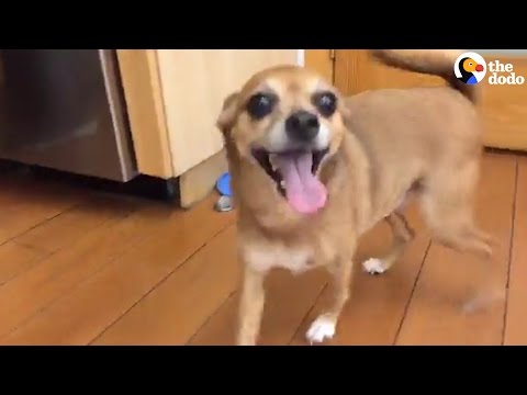 Office Dog Goes Back To Work After The Holiday Break