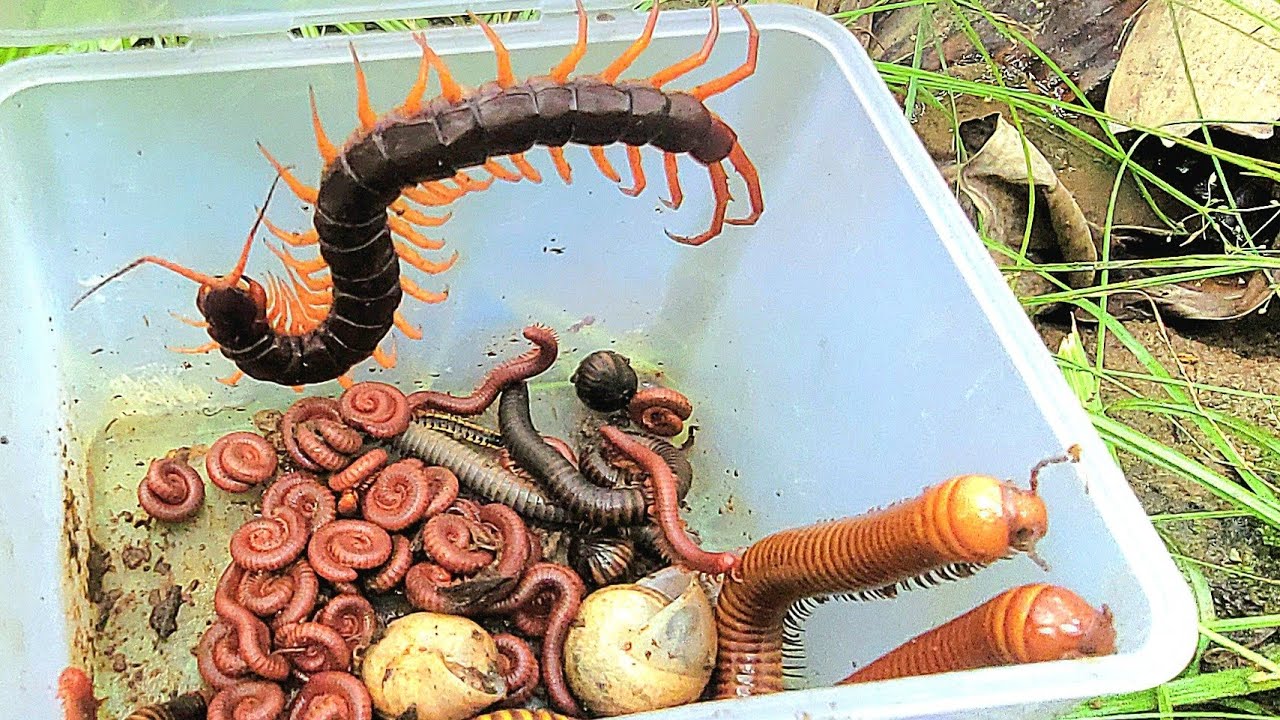 Unbelievable, Rare Catch a Dragon Gold-Leg Centipede, 100 Small Red ...