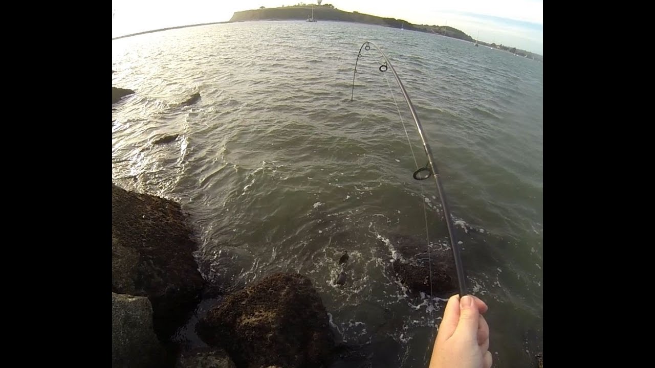 Monkey Face Eel From HMB North Jetty - YouTube