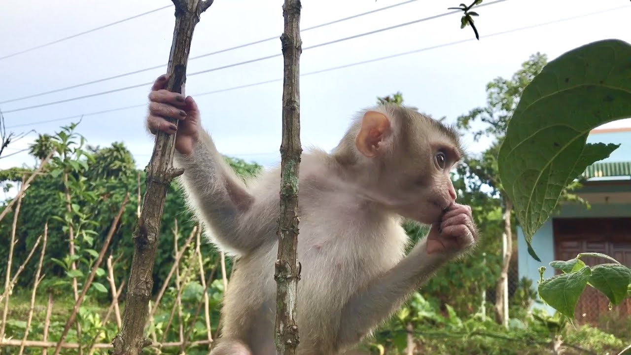 Su Su Monkey | susu climbs the fence to pick beans - YouTube