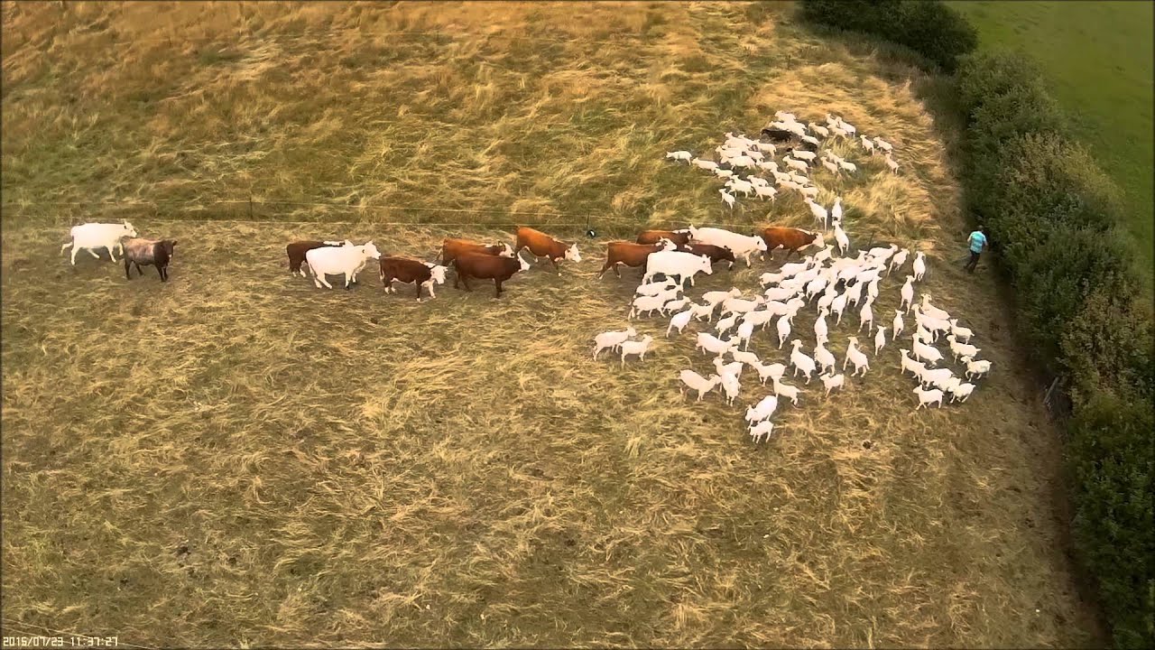 Mob grazing move from the air - YouTube