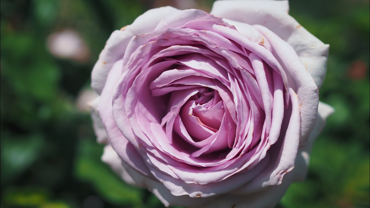 4K HDR - The Pride - NIRP rose - YouTube