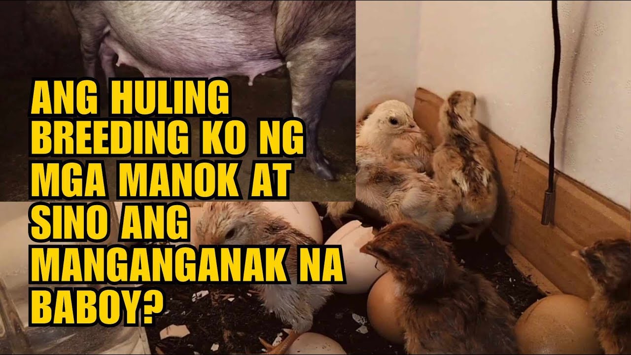 ANG HULING BREEDING KO NG MANOK AT SINIO ANG MANGANGANAK NA BABOY ...