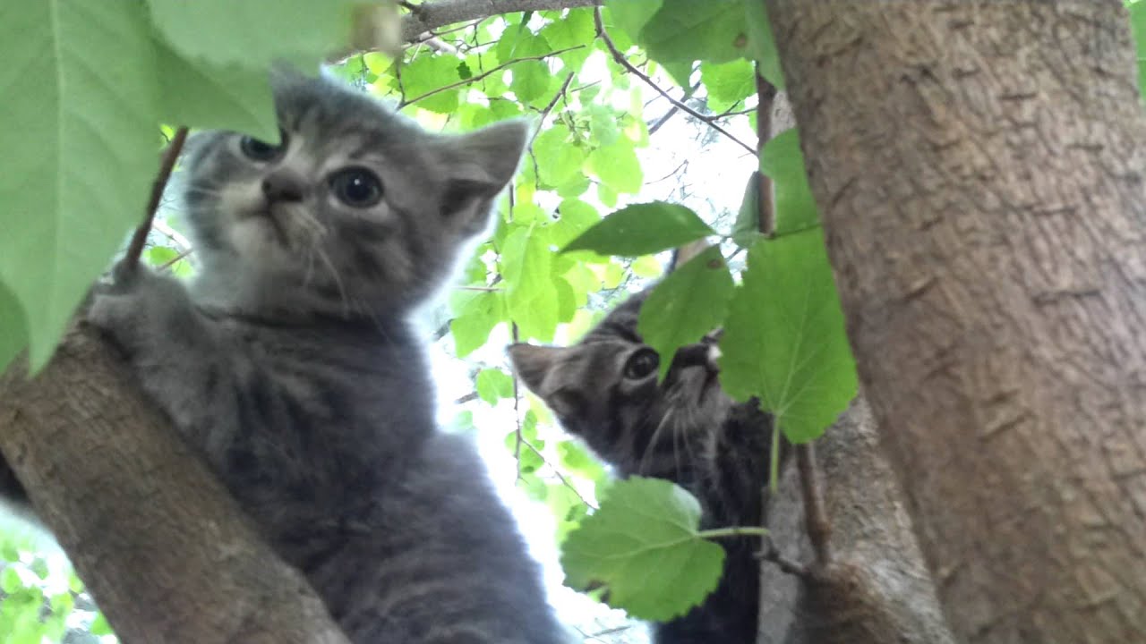 Angry Kittens in HD - YouTube