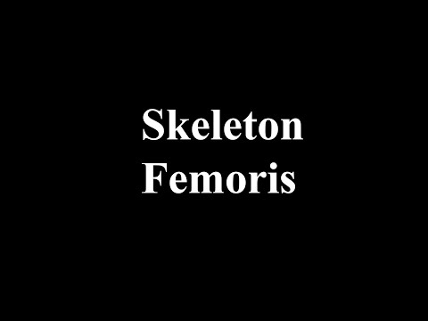 femur
