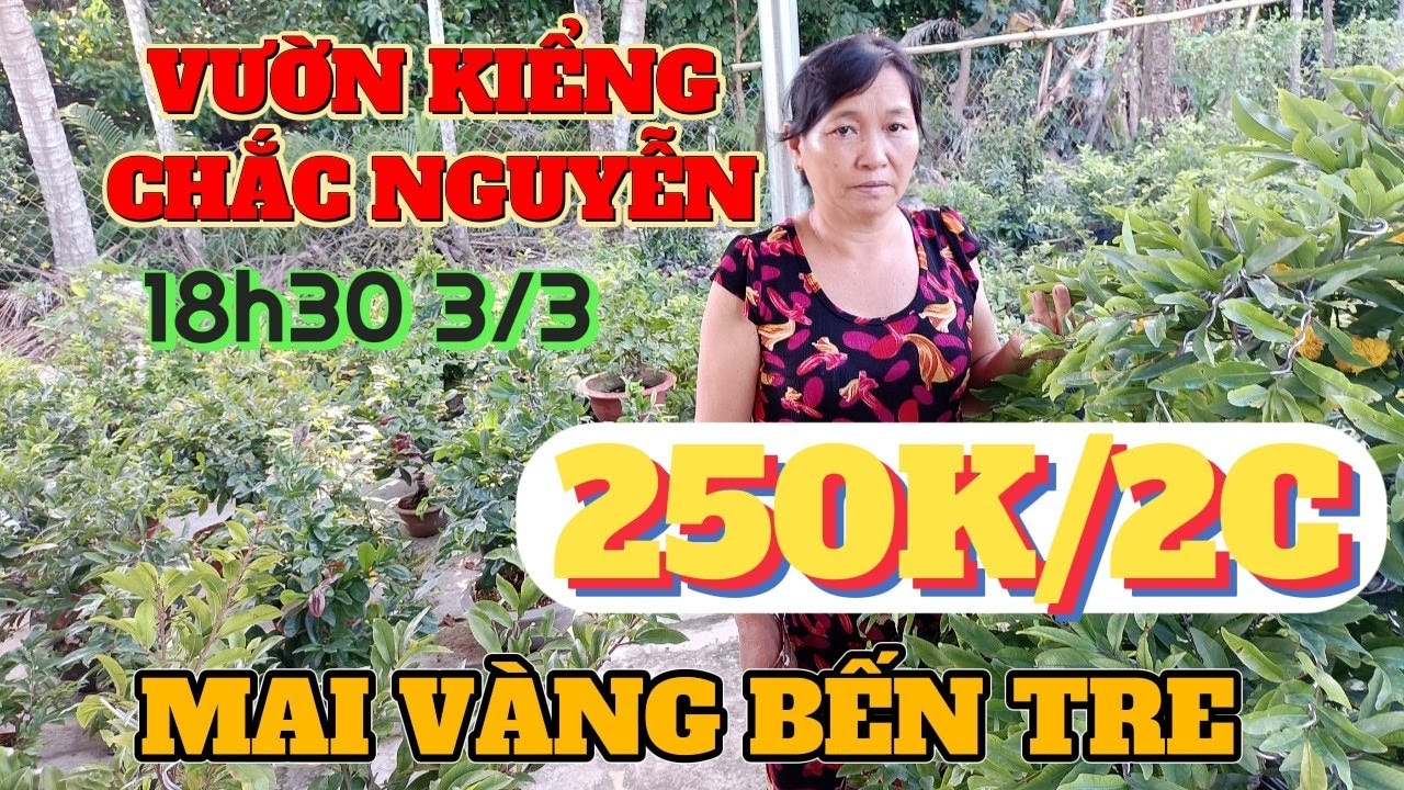 3/3🔴Mai vàng Chắc Nguyễn hơn 35 giống Bến Tre bao rẻ 250k/2c bonsai đẹp ...