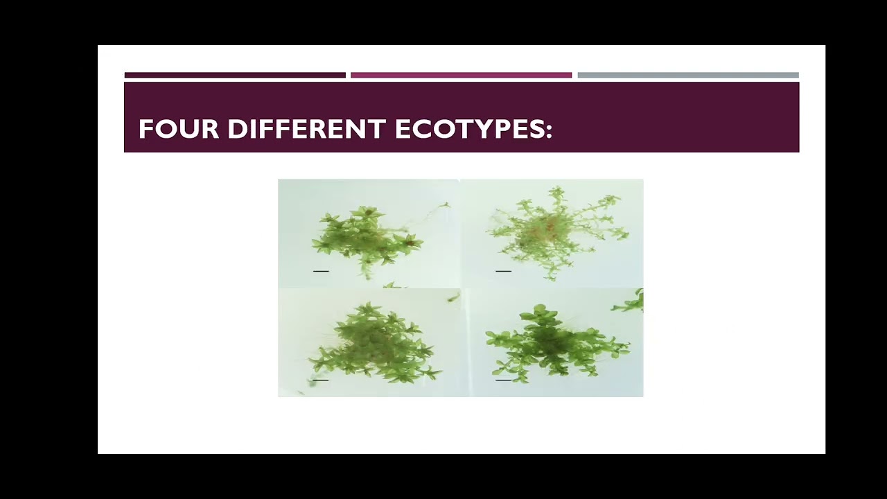 Concept Of Ecotype | Plant Nutrition And Soil Fertility - YouTube
