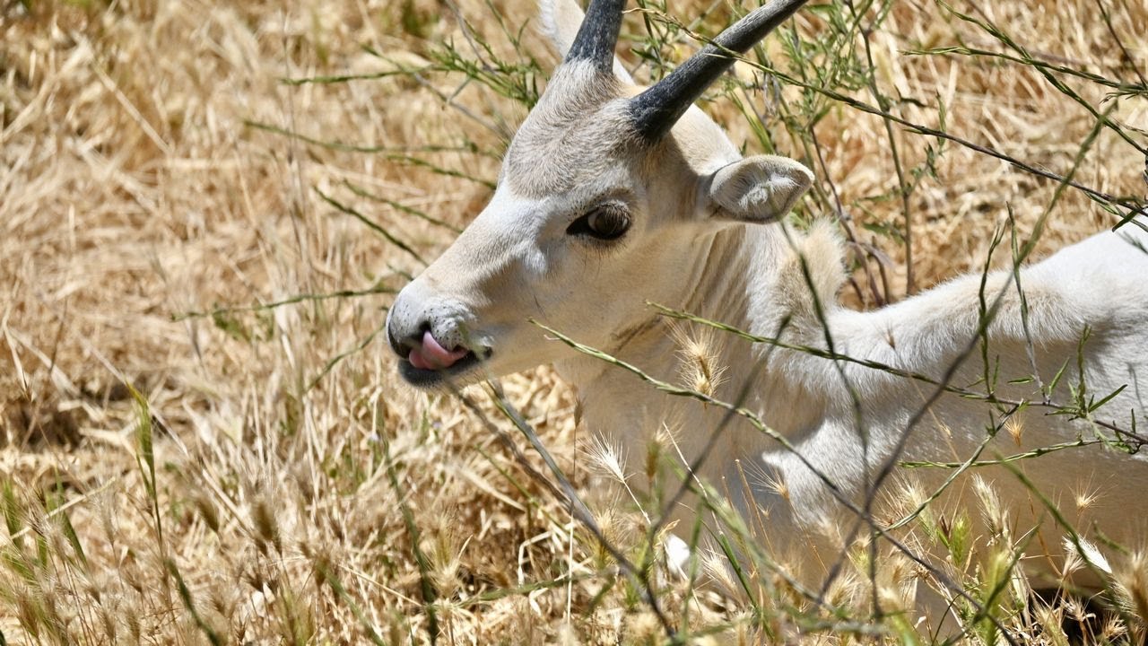 ¿Qué es un addax? 4K - YouTube