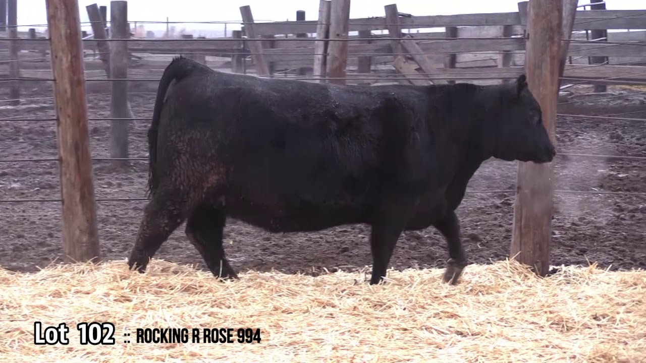 Lot 102 Rocking R Rose 994 - YouTube