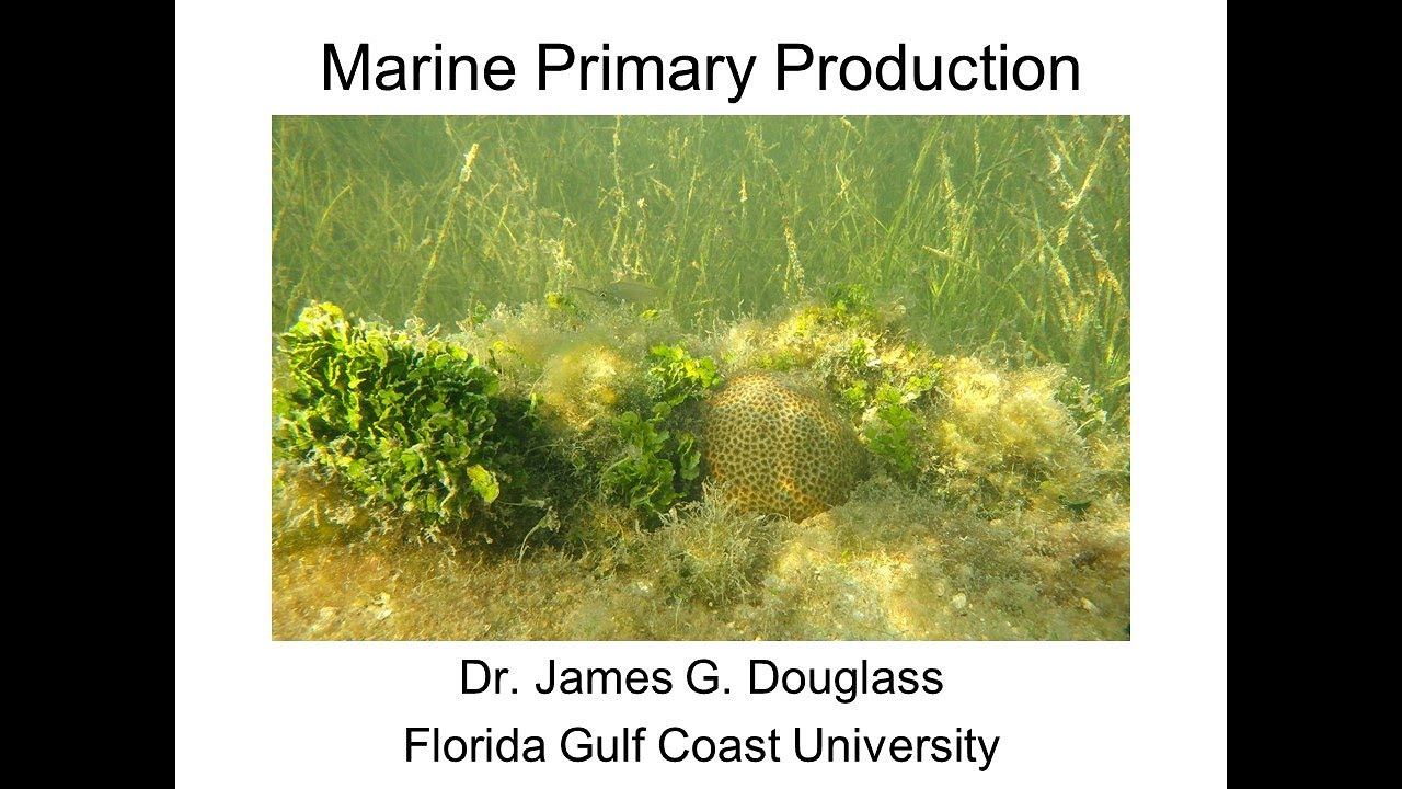 Marine Ecology Lecture - Primary Production Pt. 1 - YouTube