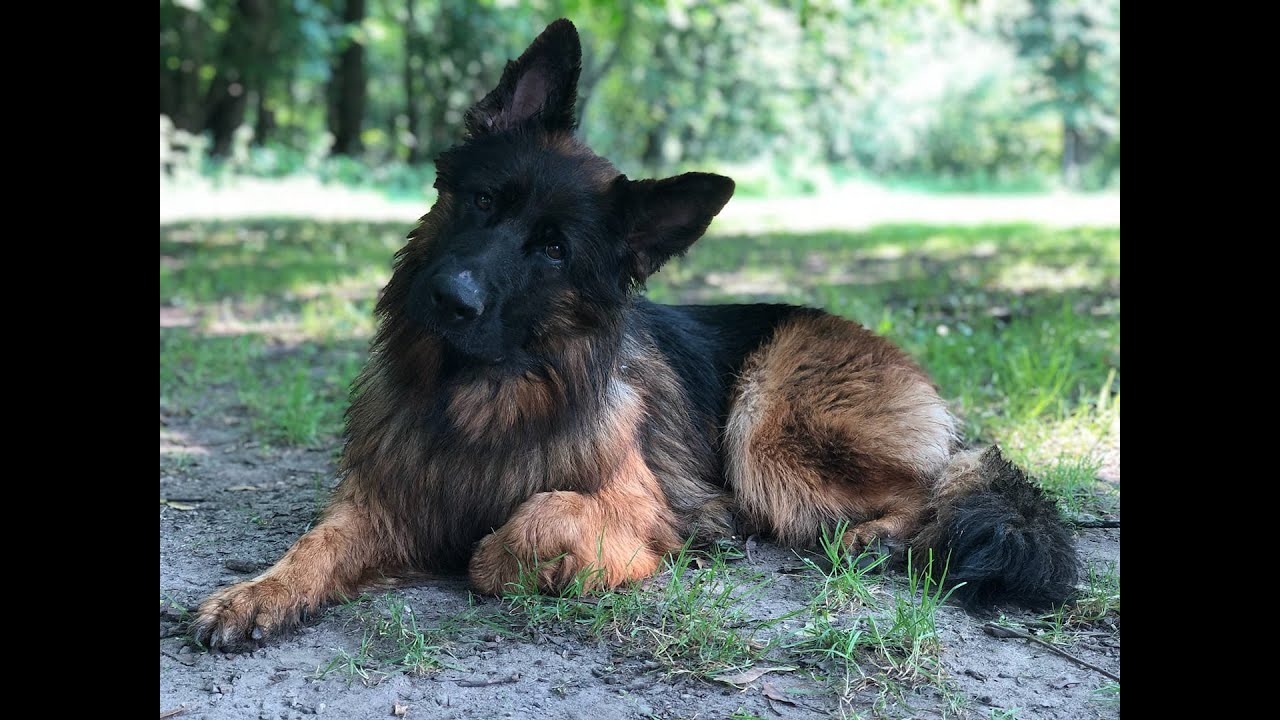 Ruby The Firecracker German Shepherd - YouTube