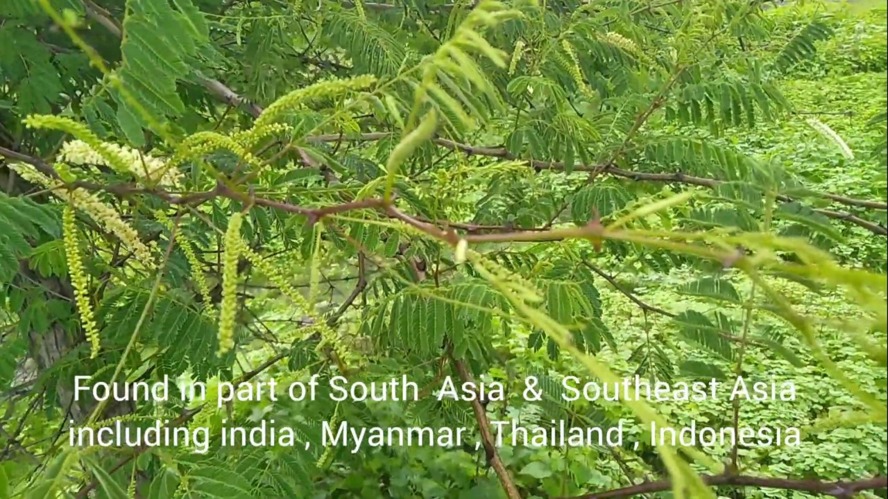 Senegalia catechu / खैर / Acacia Catechu / kher tree - YouTube