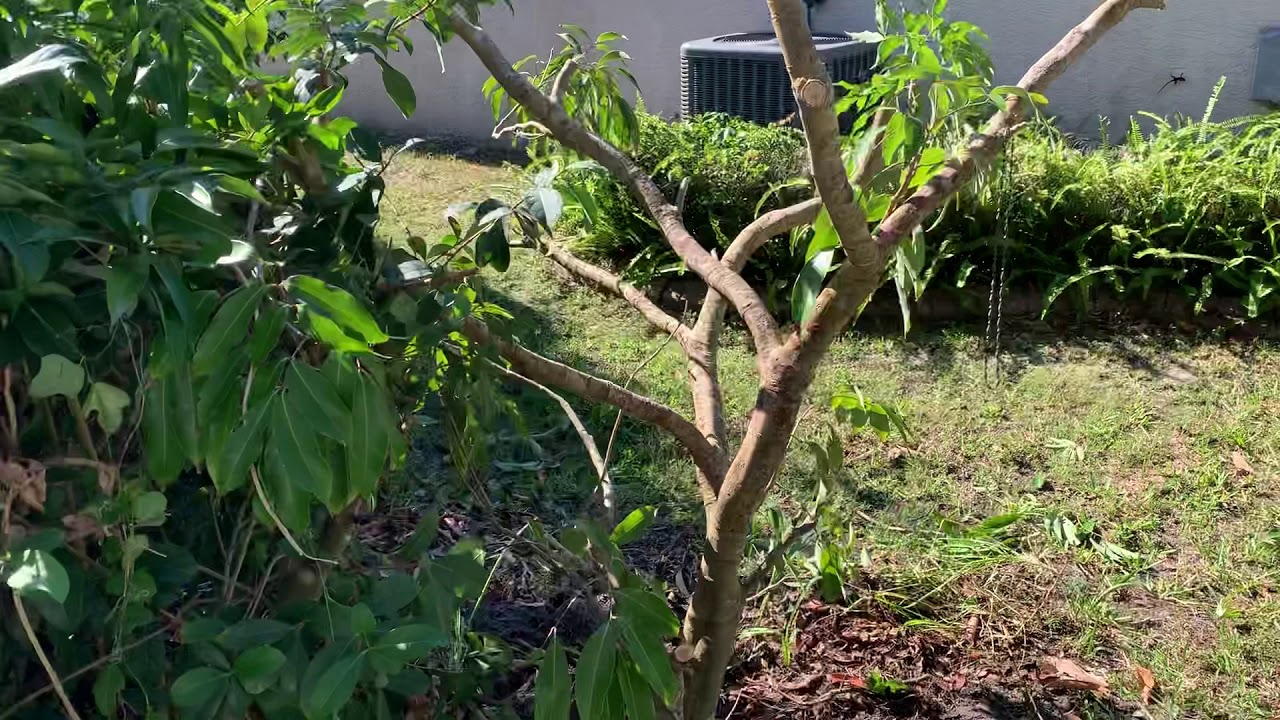 Moving large Fruit Tree - YouTube