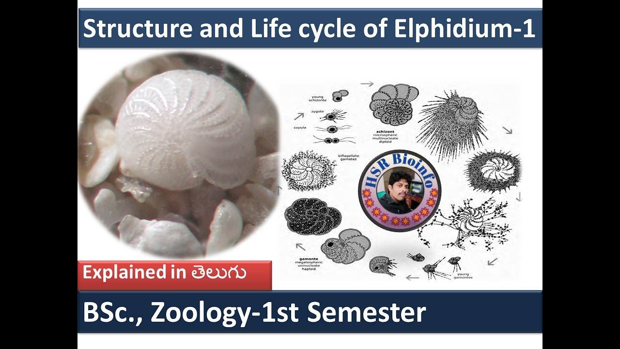 Structure and Life cycle of Elphidium-1 | Life cycle of Elphidium-1 ...