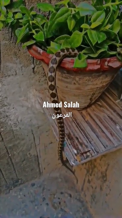 ثعبان الارقم البيتي غير سام Youtube