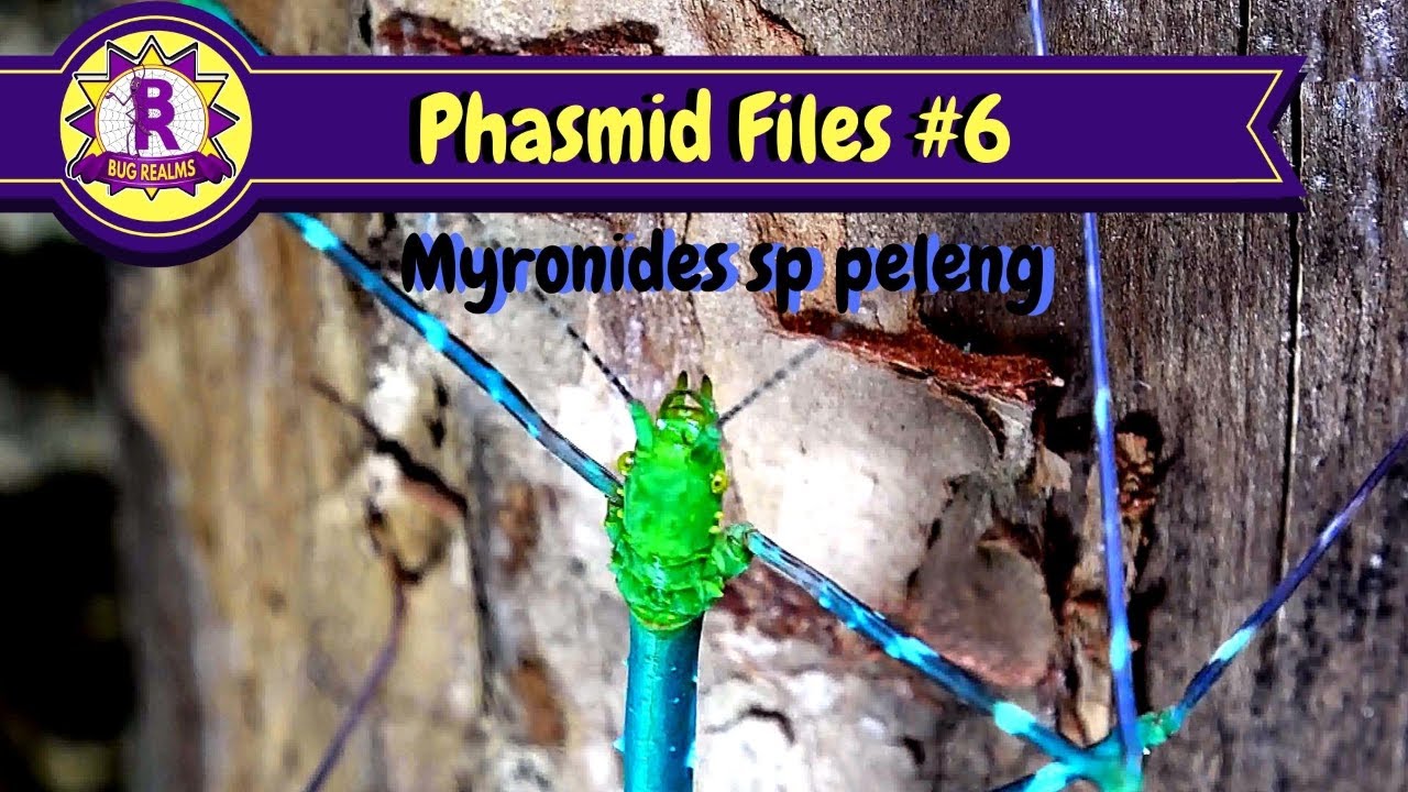Myronides sp peleng - Emerald sheen Stick Insect Care! - YouTube