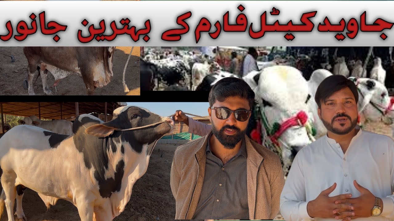 Visit At Javed Cattle Form Karachi 😱 #cow #cowcollection #mandi #cattle ...
