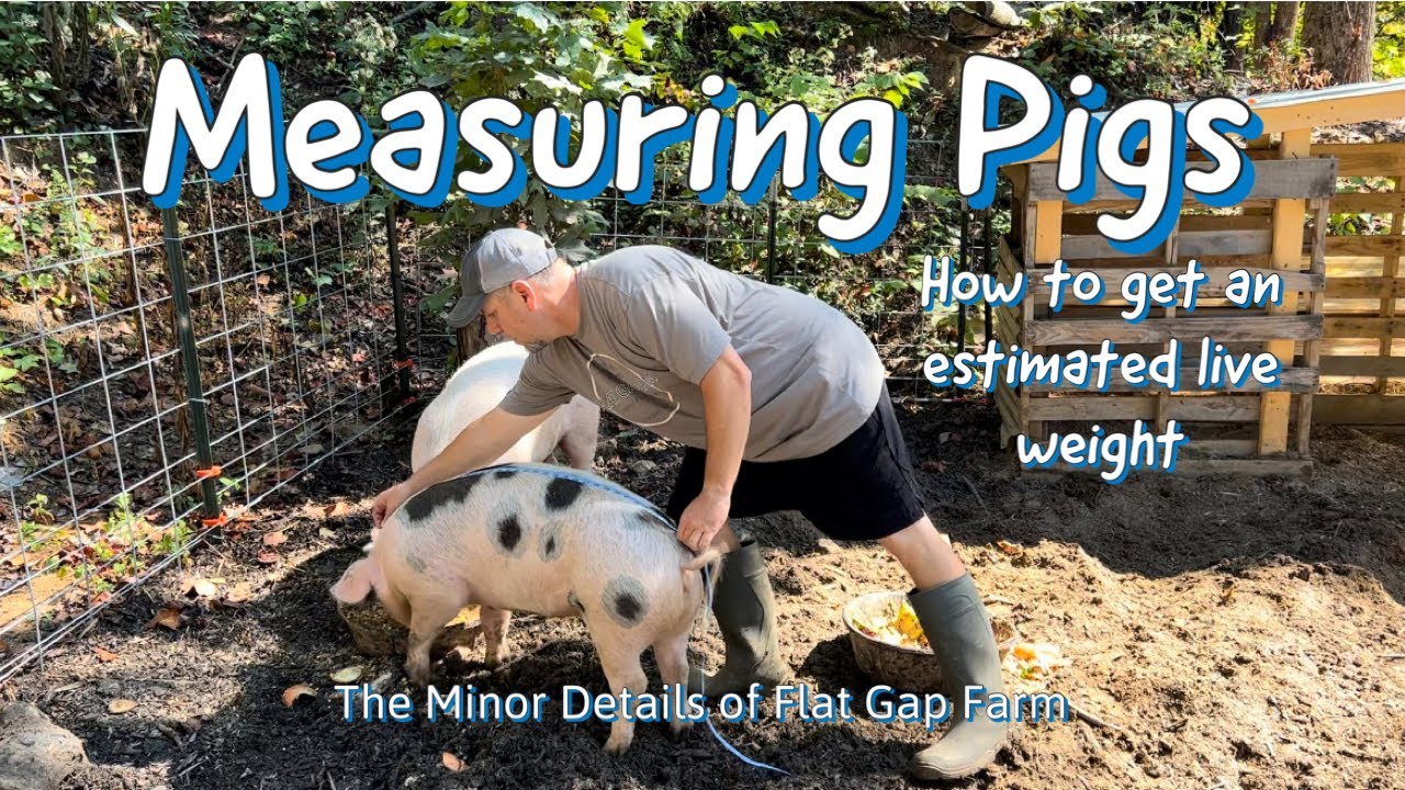 How to MEASURE pigs to get an estimated LIVE WEIGHT. Plus garden ...