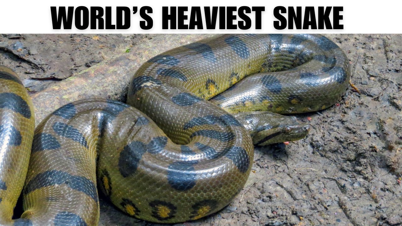 World's Haviest Snake | The Beast World - YouTube