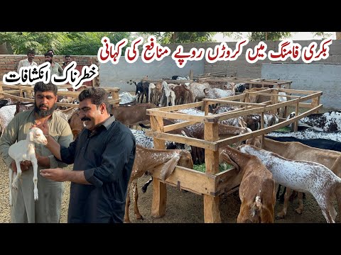 Goat Farming Business in Pakistan 2026 l Bakri Farming #goat #goatfarming #farming #business #farmer