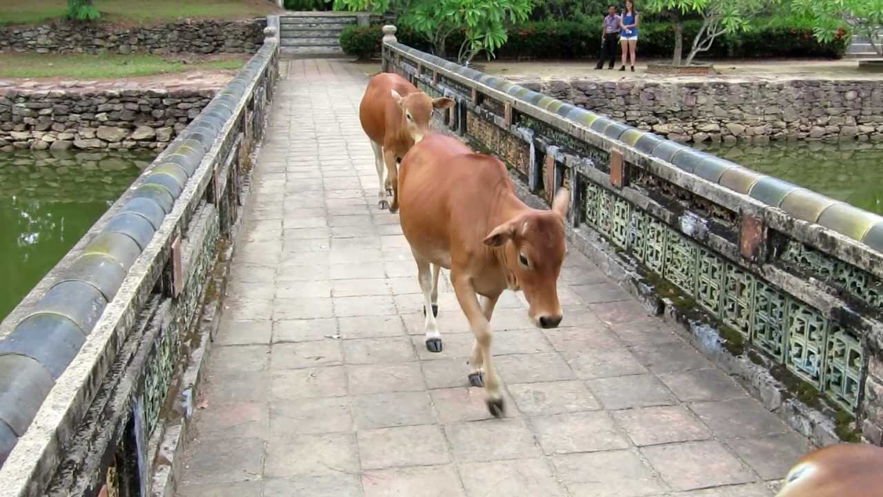Cows in Vietnam - YouTube