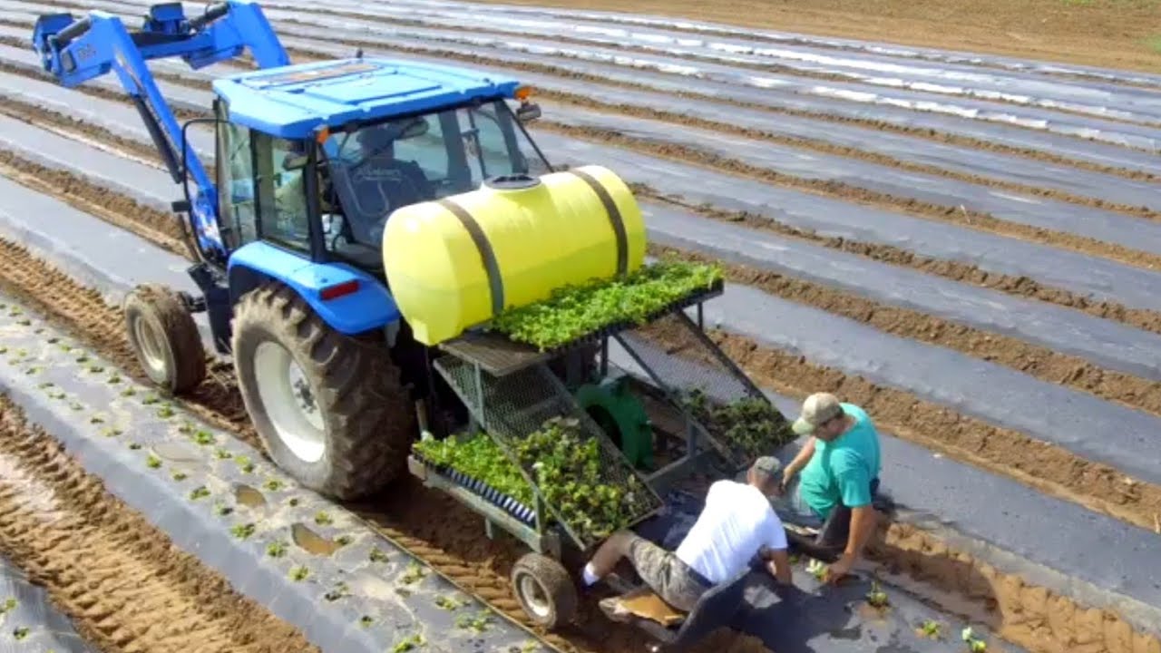 Planting 1,200 plants in 2 hours with Water Wheel Transplanter - YouTube