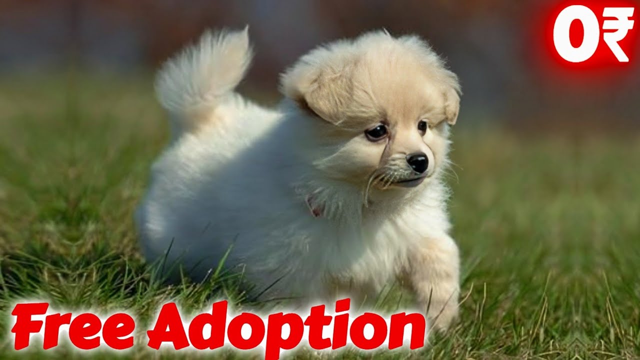 Free Dog Adoption 2024 *Pomeranian* Pomeranian for free adoption (2 ...