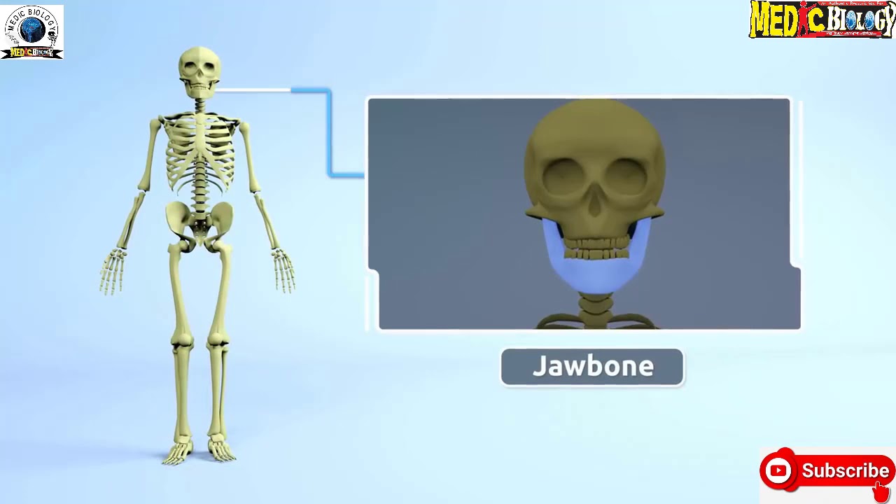 Skeletal System । Animated Video । MEDiC BIOLOGY - YouTube