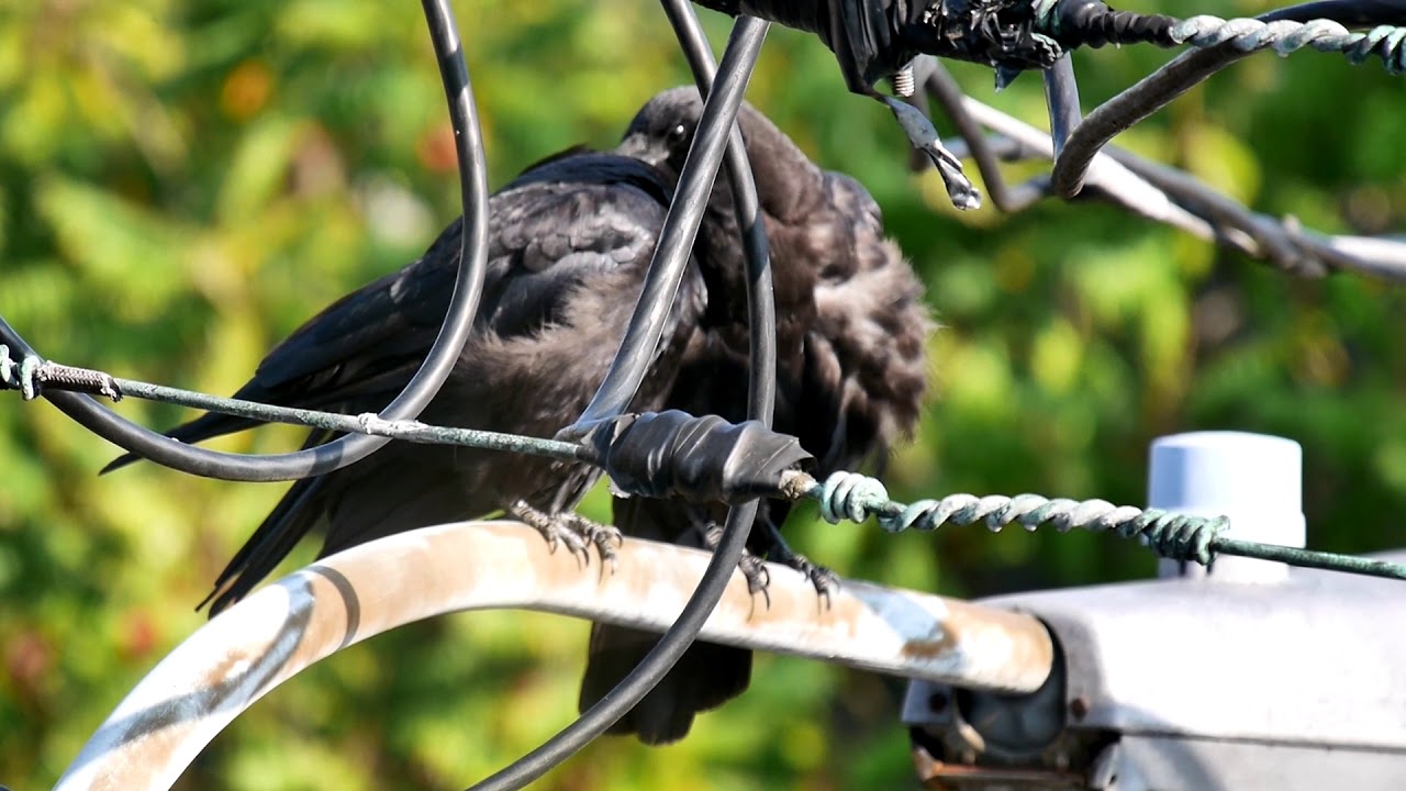 Crows on a wire - YouTube