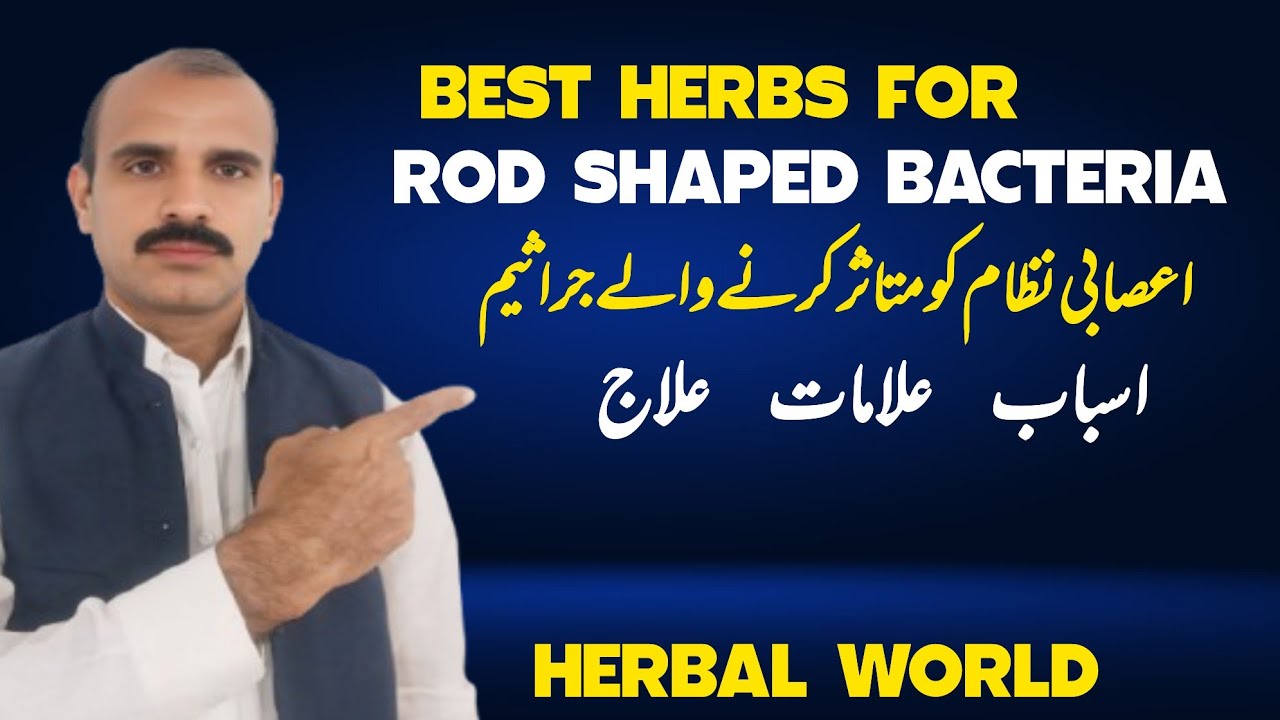 Rod-Shaped Bacteria: A Guide to Diagnosis and Treatment | Herbal world ...