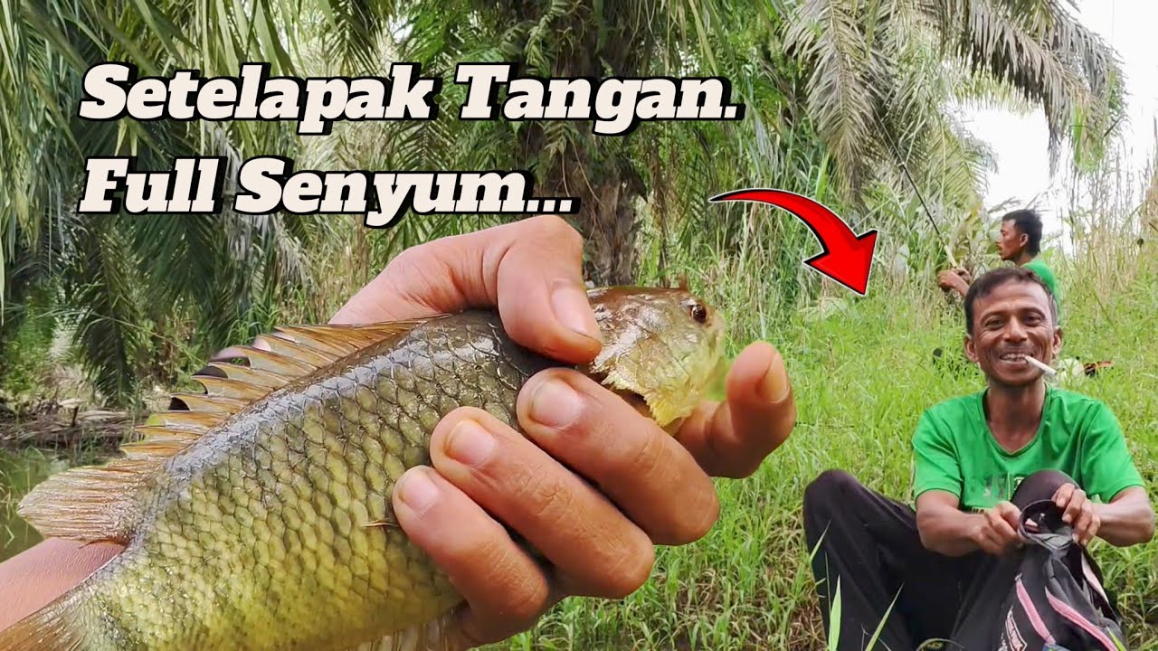 HOKI G1LA. Dapat Dua Ekor Betok Monster di Tengah Banjir. - YouTube