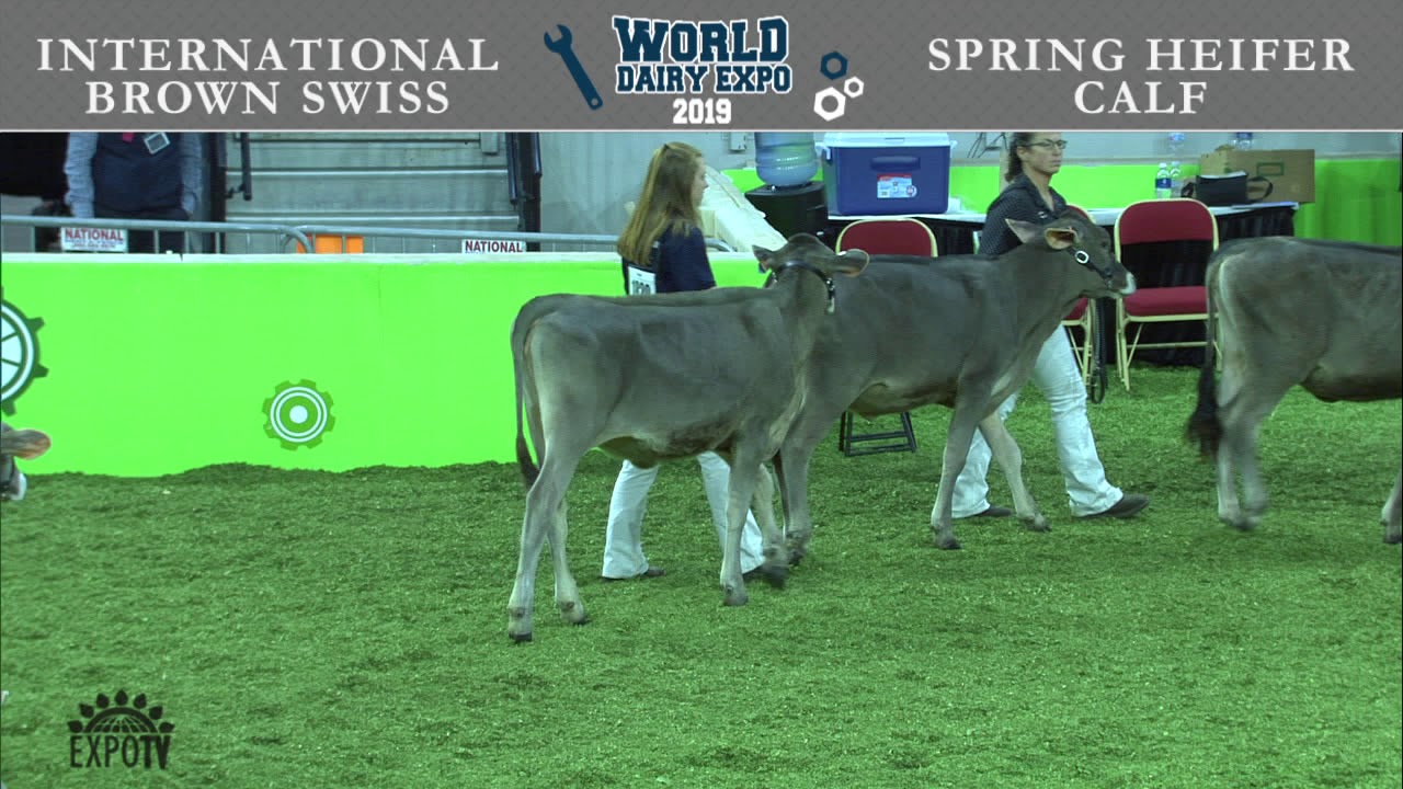 305 BROWN SWISS SPRING HEIFER CALF - YouTube