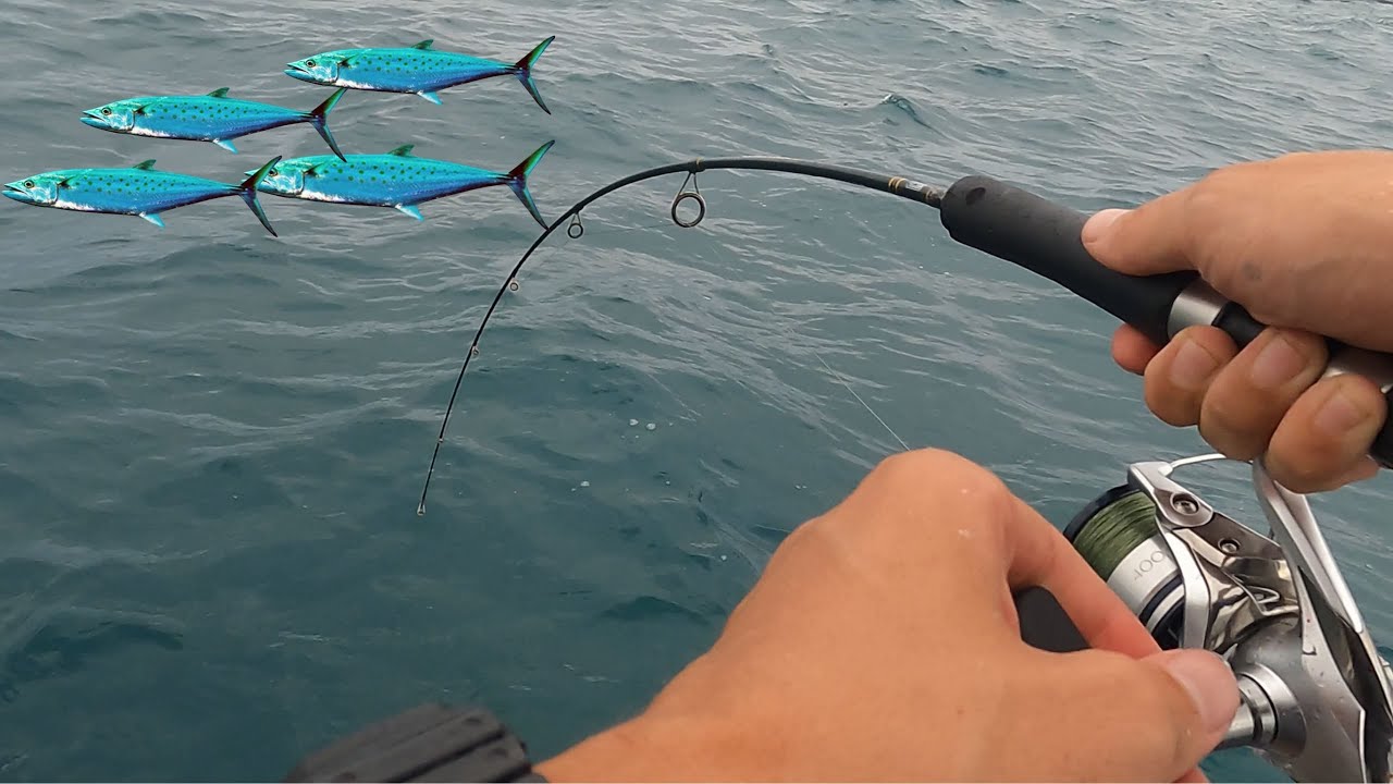 pesca de corrico | em busca da sarda sororoca - YouTube