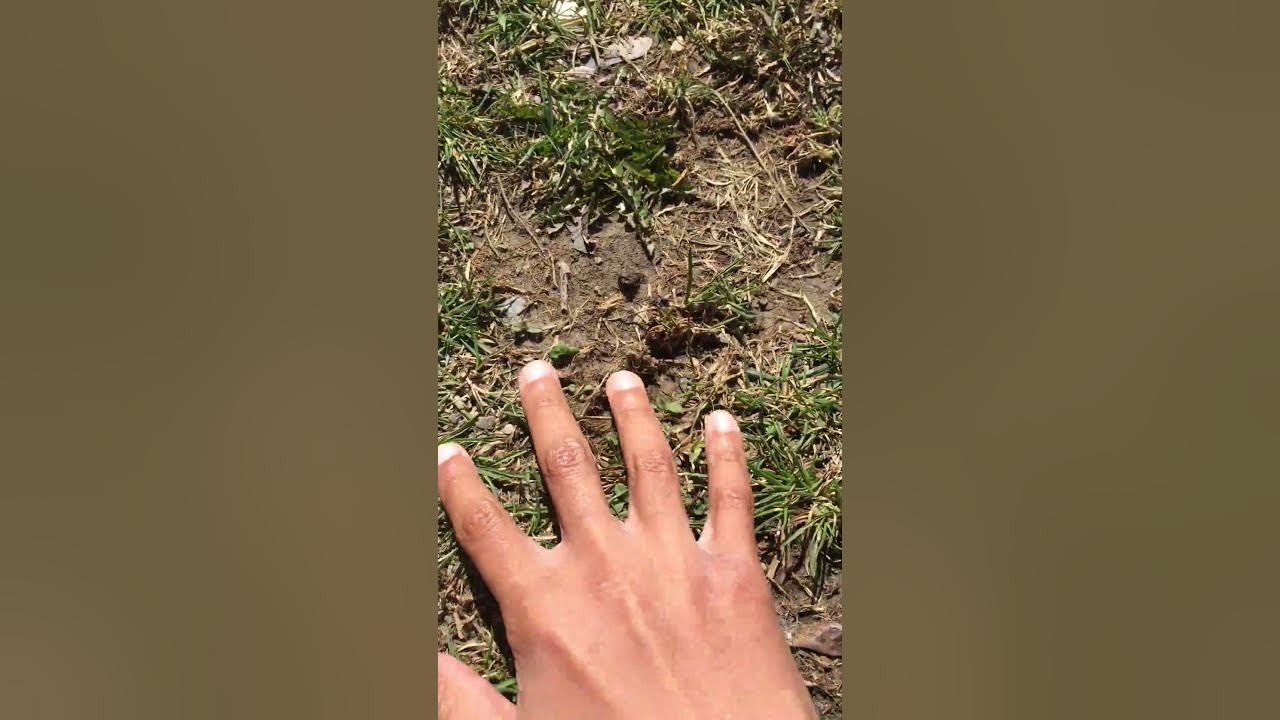 Real Gamer Touches Real Grass Not Clickbait Youtube