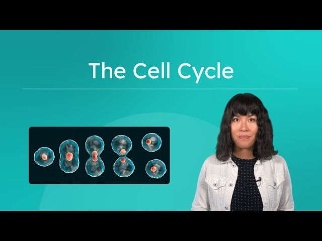Cell Cycle For Kids