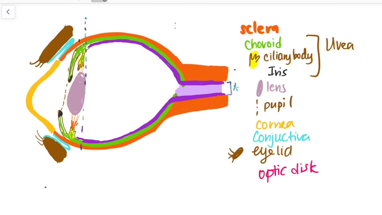 Eye Basic Anatomy Review - YouTube