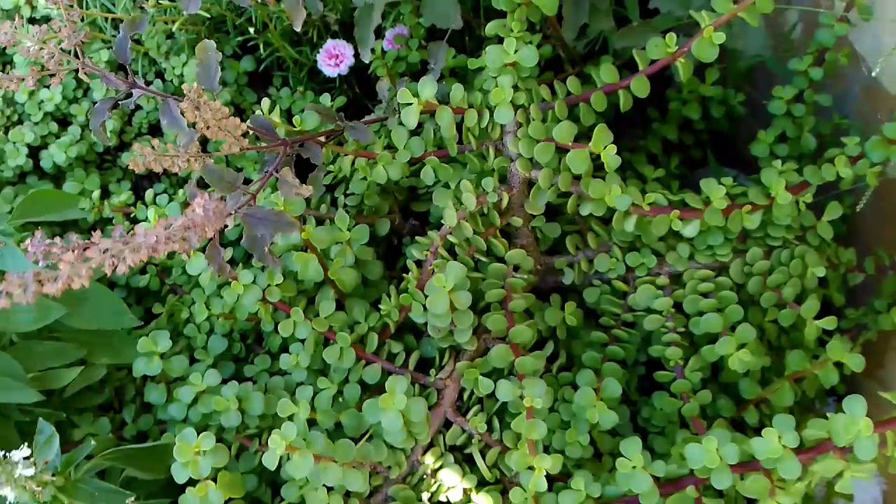 JADE plant🐢घर और आफिस के लिए शुभ पौधा/JADE plant / CRASSULA Ovata ...