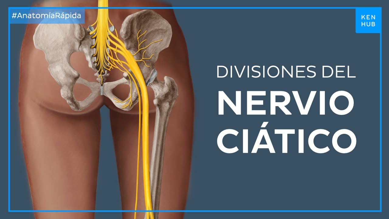 Anatomía De Los Nervios